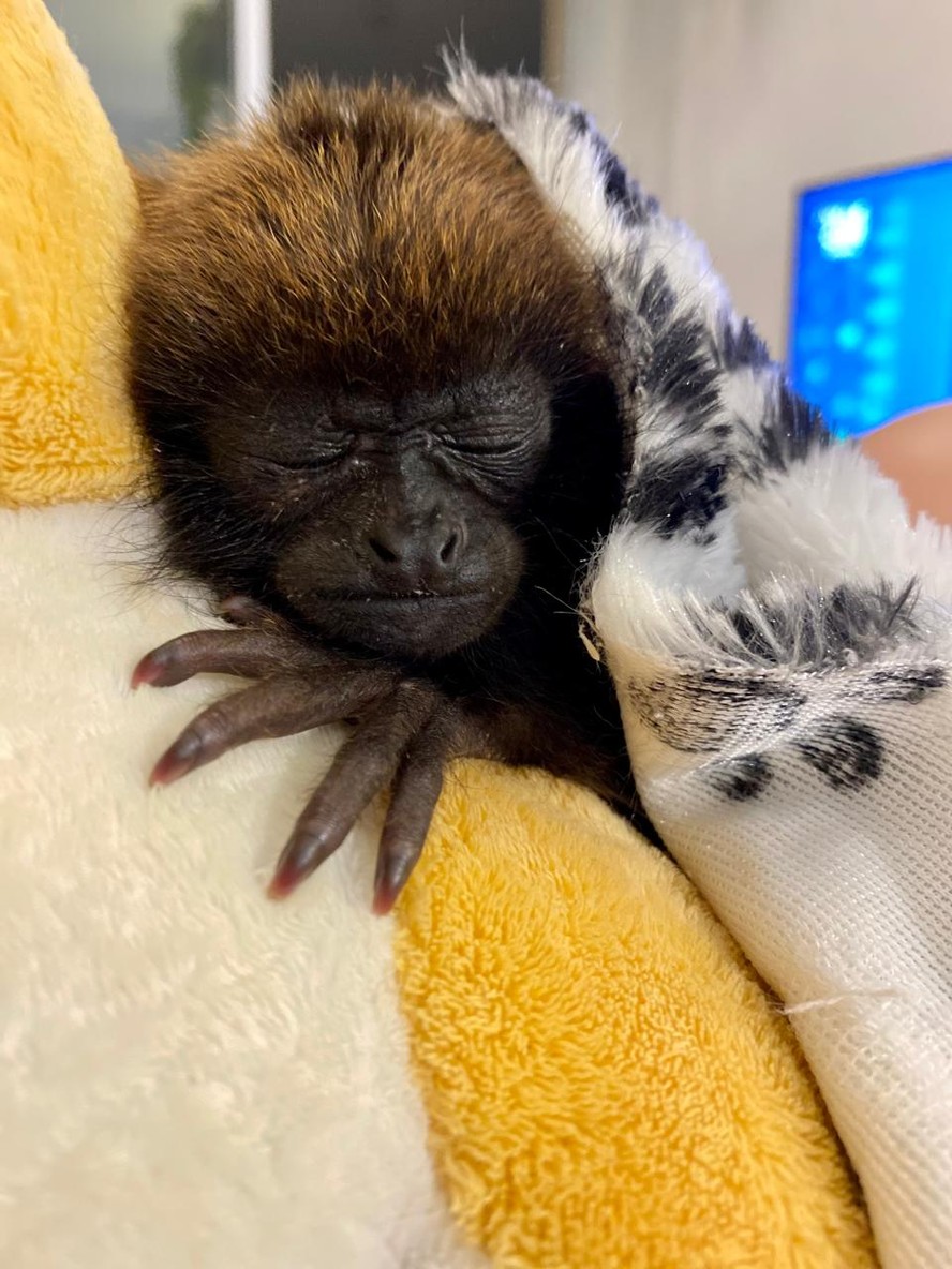 Zoológicos usam pelúcias para acalmar animais que sofrem rejeição após ...