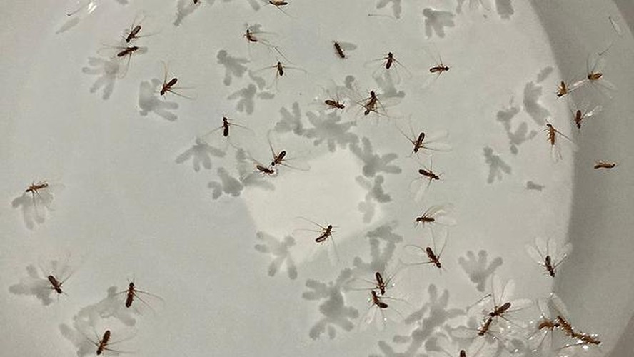 'Bichinhos de luz': saiba como evitar o inseto que aparece em períodos ...