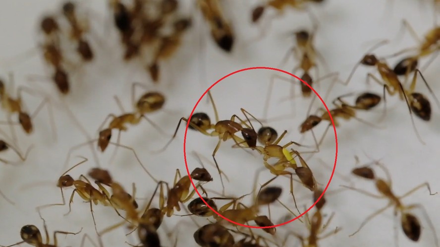 Formigas fazem amputações umas nas outras para aumentar chance de ...
