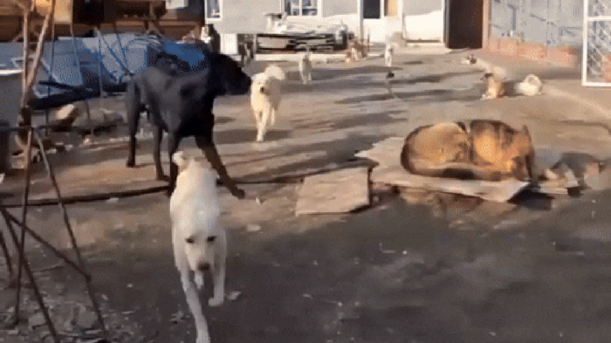 Vídeo viraliza ao mostrar cão 'fiapo de manga' apartando briga de ...