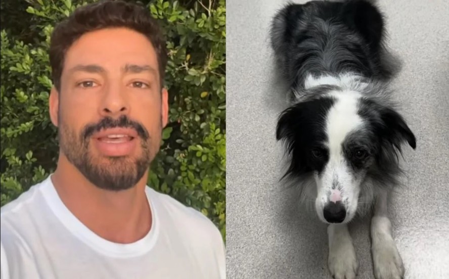 Cadela de Cauã Reymond que foi envenenada no Rio vai receber alta nesta ...