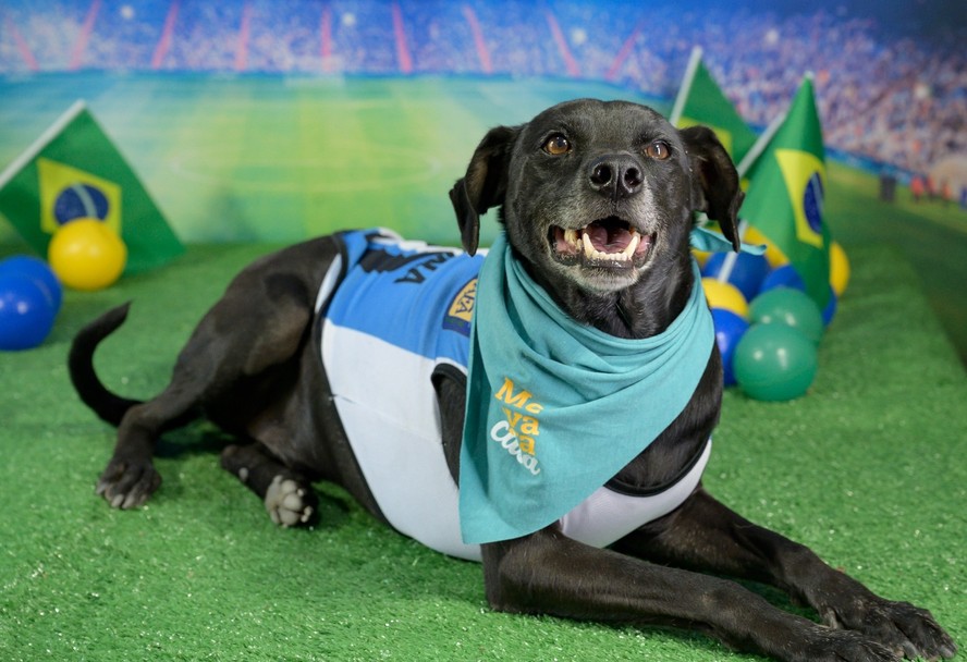 Neydog, Cãozemiro e Vini Dog Jr.: abrigos usam a Copa do Mundo para ...