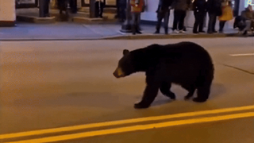 Urso 'invade' desfile de Natal no Tennessee, nos Estados Unidos, e gera ...