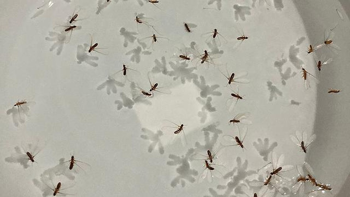 O que são os cupins, conhecidos como 'bichos de luz'? Saiba por que o ...