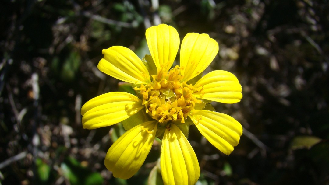 Brasil | Preservação, florestas, áreas verdes e sustentabilidade | CBN