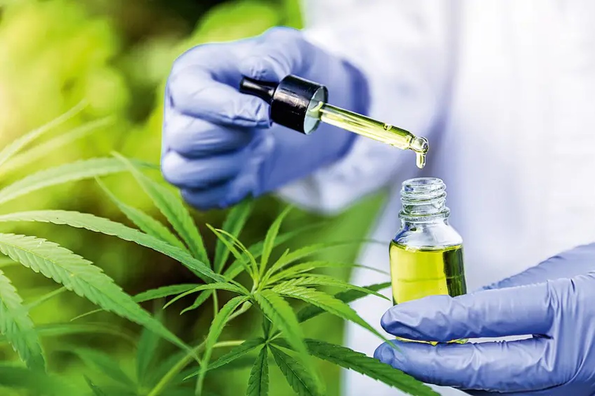 Anvisa amplia regras para uso de cannabis medicinal no Brasil