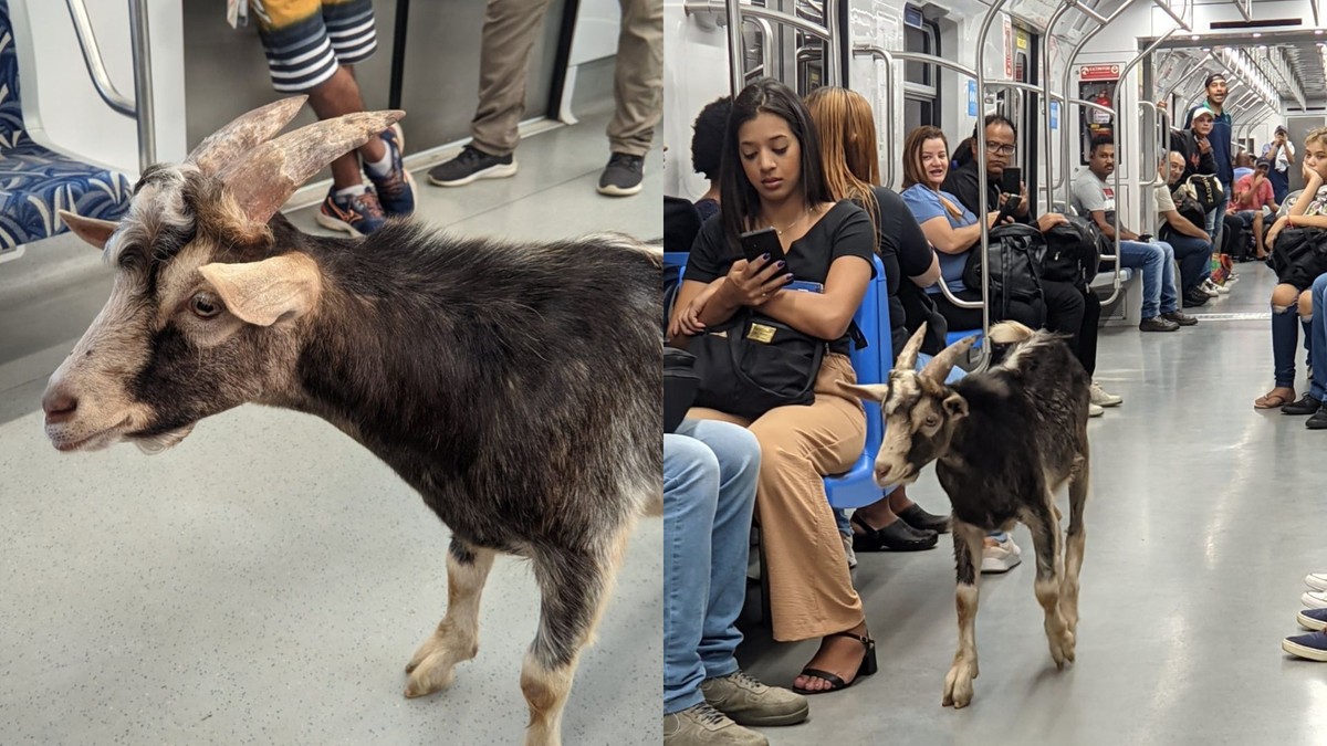 Bode 'passeando' por trem em São Paulo surpreende passageiros
