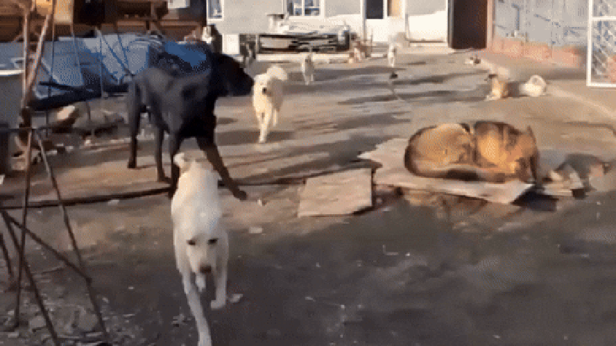 Vídeo viraliza ao mostrar cão 'fiapo de manga' apartando briga de ...