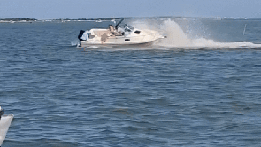 Baleia morre após bater em barco e derrubar mulher na água; veja o vídeo