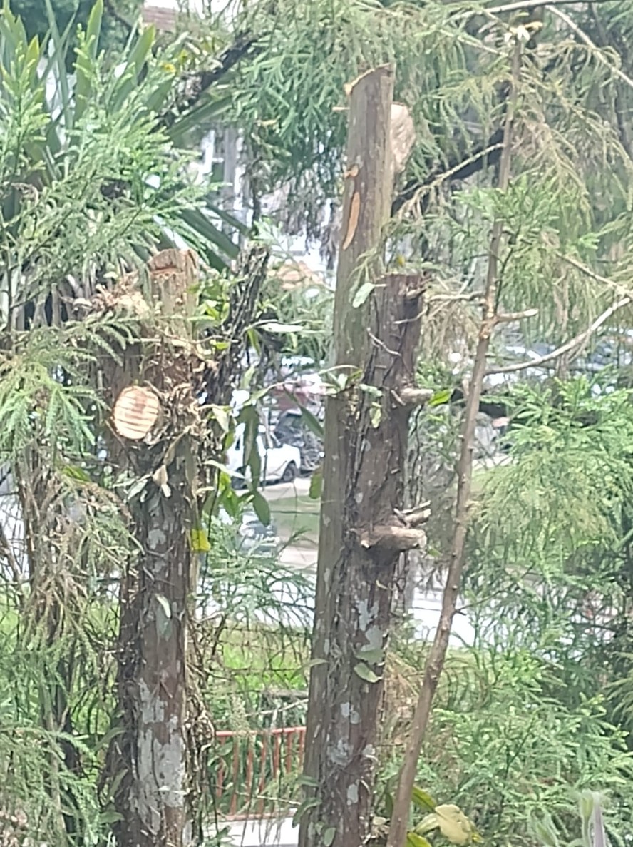 Poda irregular causa danos em árvores do Museu Imperial, em Petrópolis (RJ)