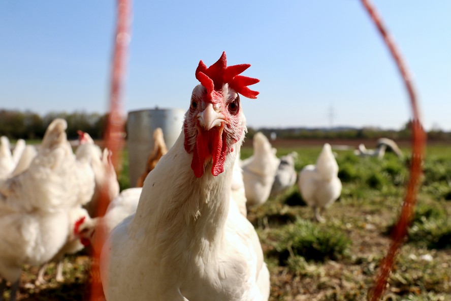 Ministério da Agricultura investiga dois novos casos de gripe aviária em MG