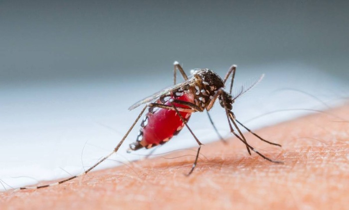 Dengue: Brasil tem recorde histórico de casos da doença com mais de 1,8 ...
