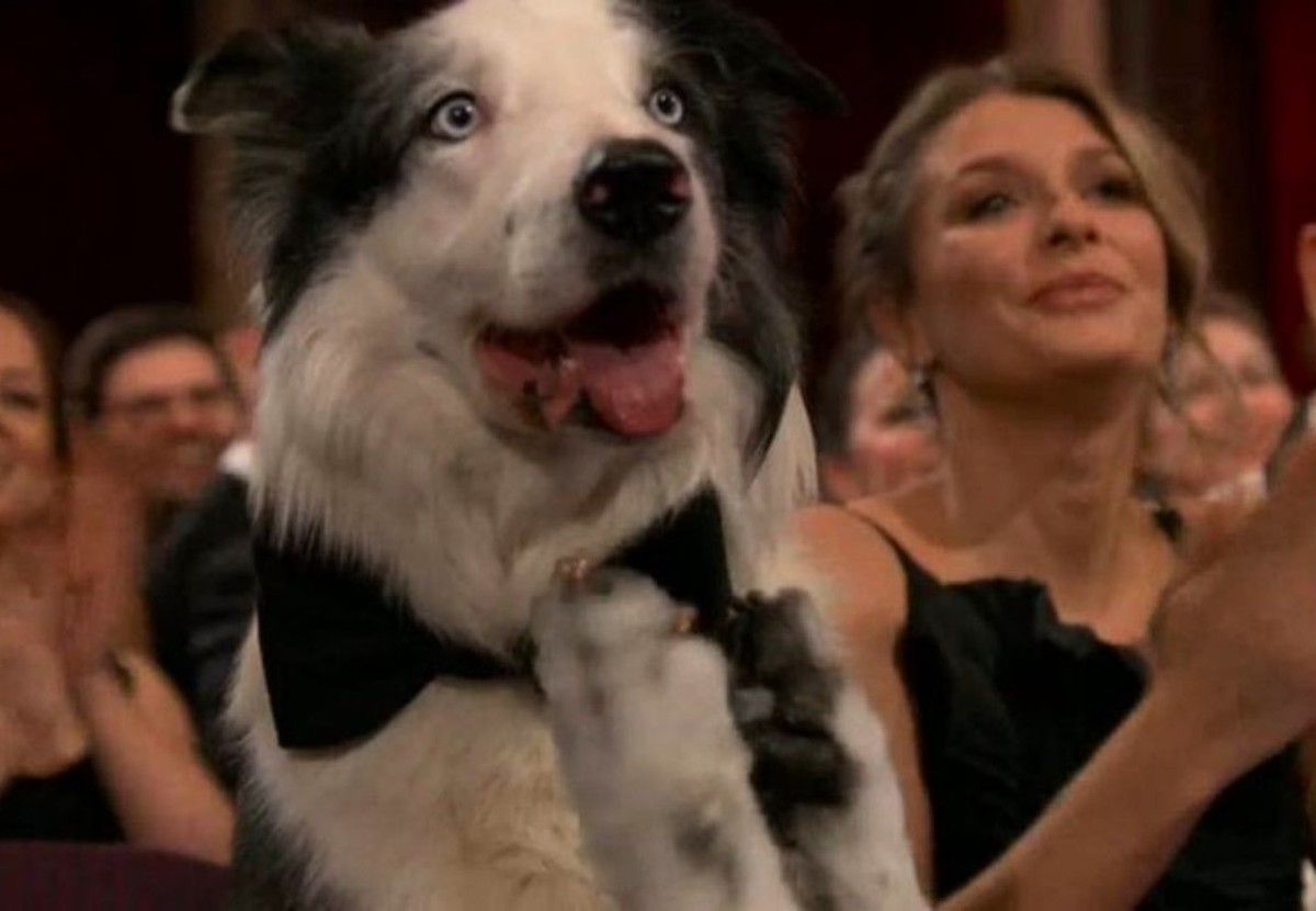 Aplausos caninos: cachorro Messi participa do Oscar e encanta público ...
