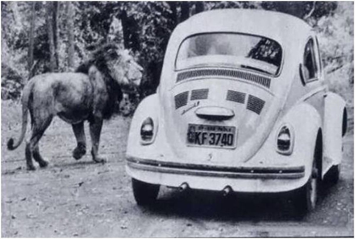 Após duas décadas, Simba Safari volta a receber público em São Paulo