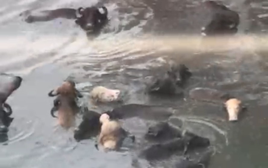 Búfalos do Rio Pinheiros são transferidos para haras em Suzano, em SP